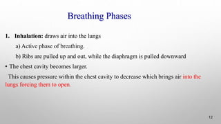 respiratory system new seminar(anatomy).pptx