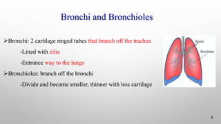 respiratory system new seminar(anatomy).pptx