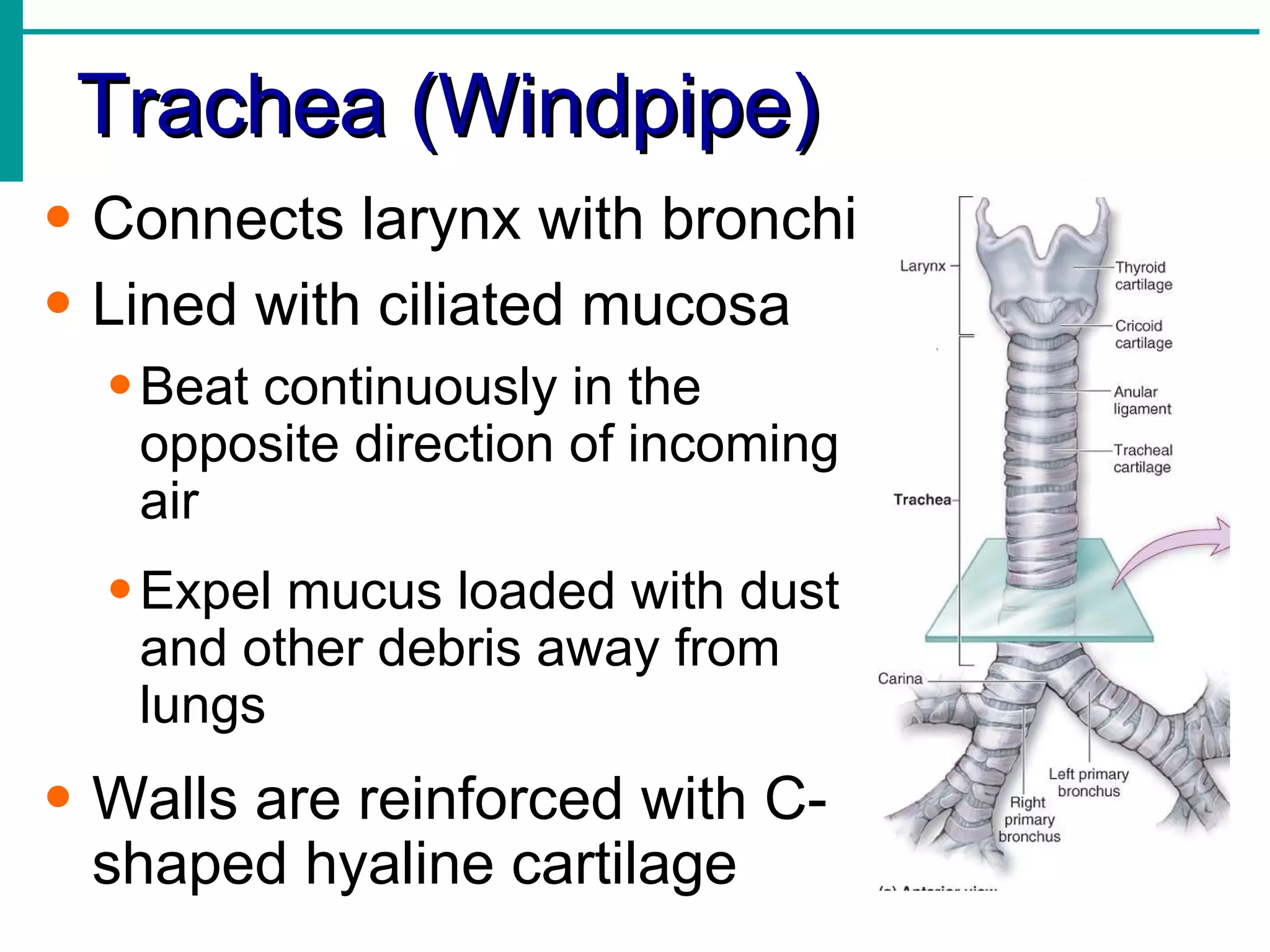 Respiratory System Notes | PPT