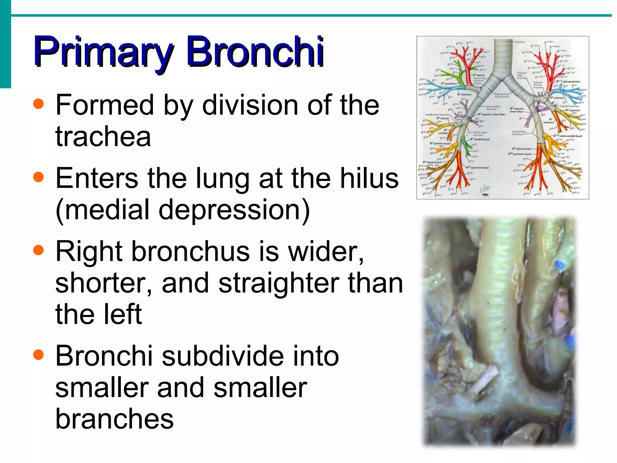 Respiratory System Notes | PPT