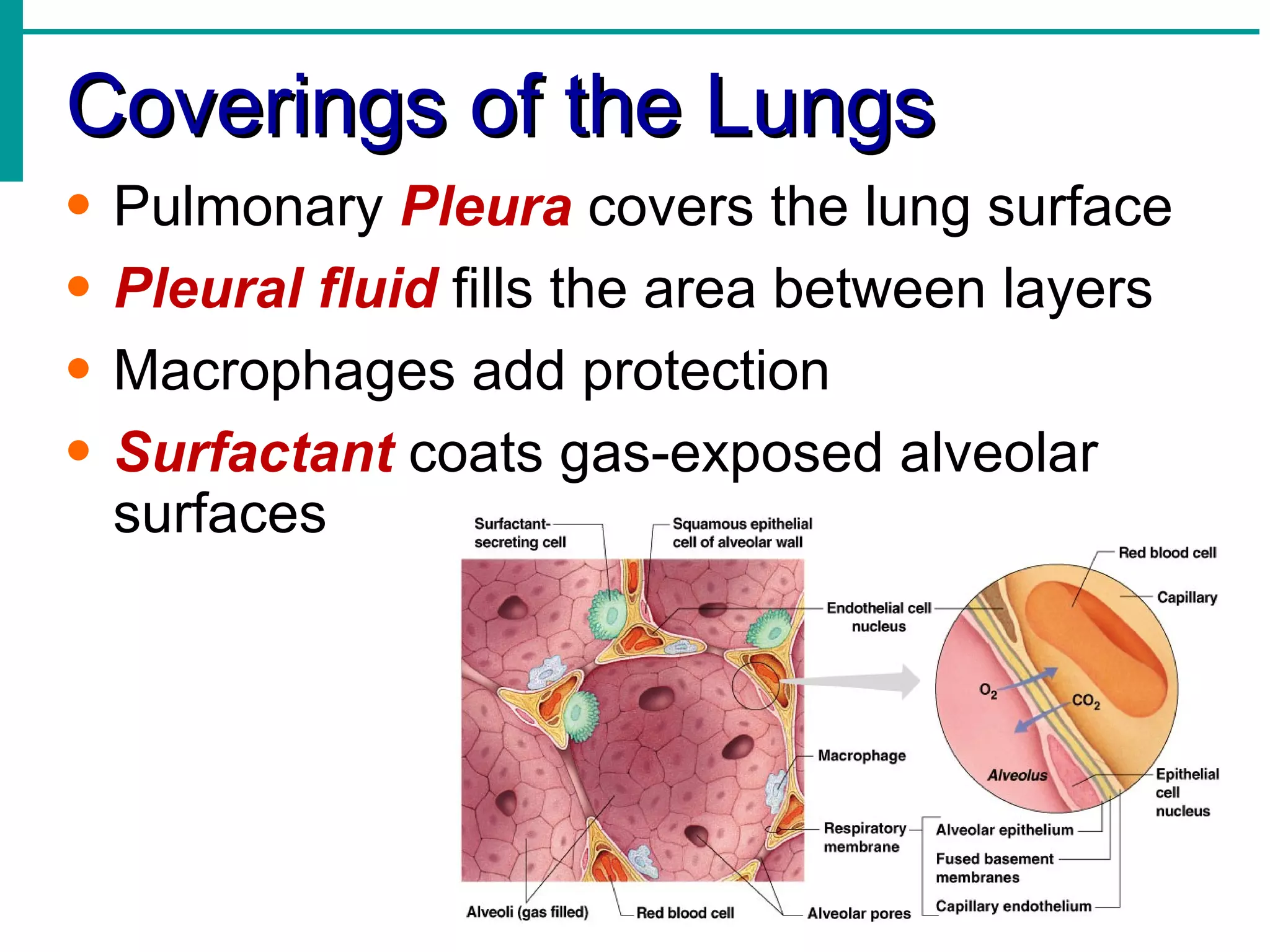 Respiratory System Notes | PPT