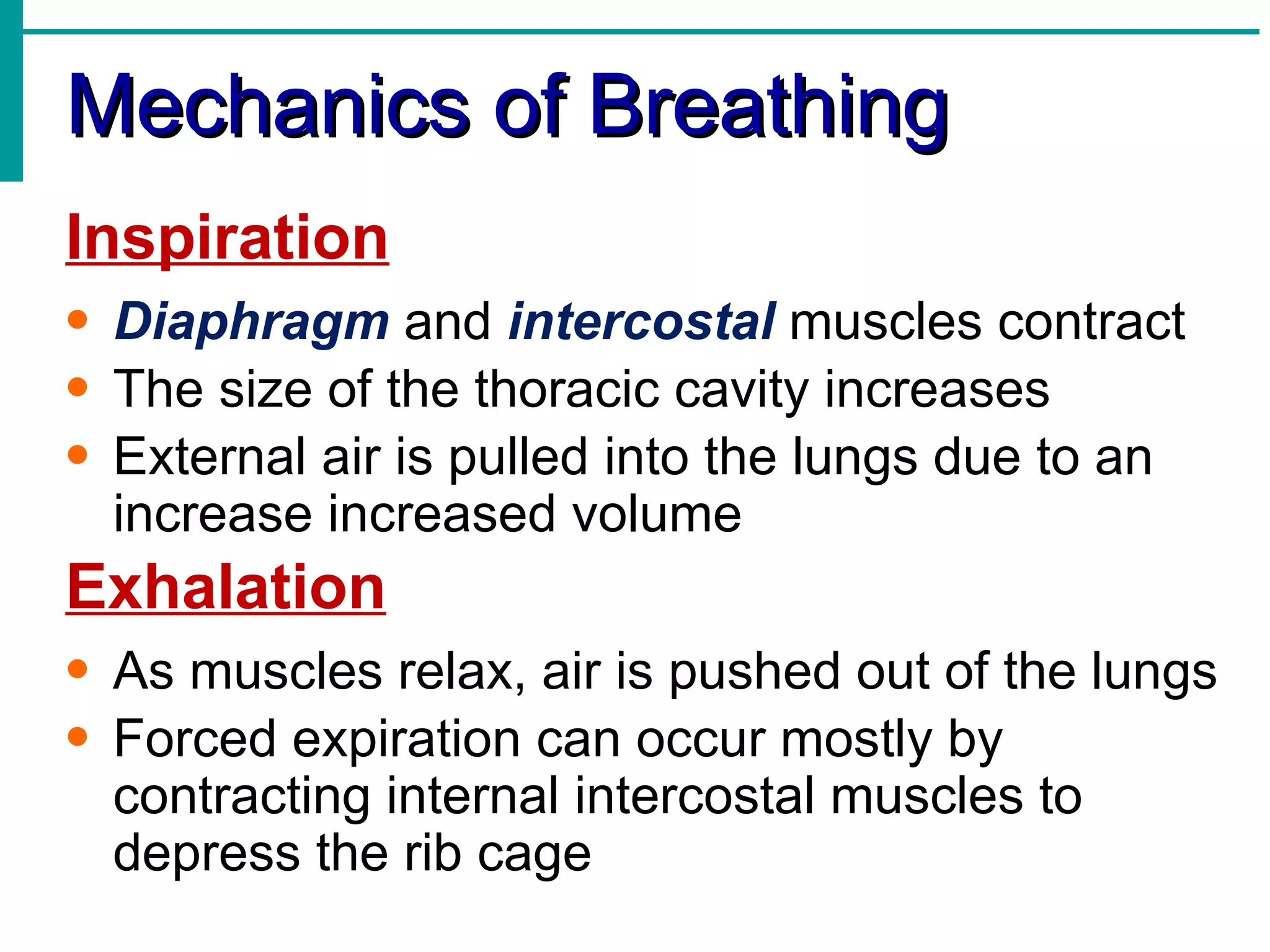 Respiratory System Notes | PPT