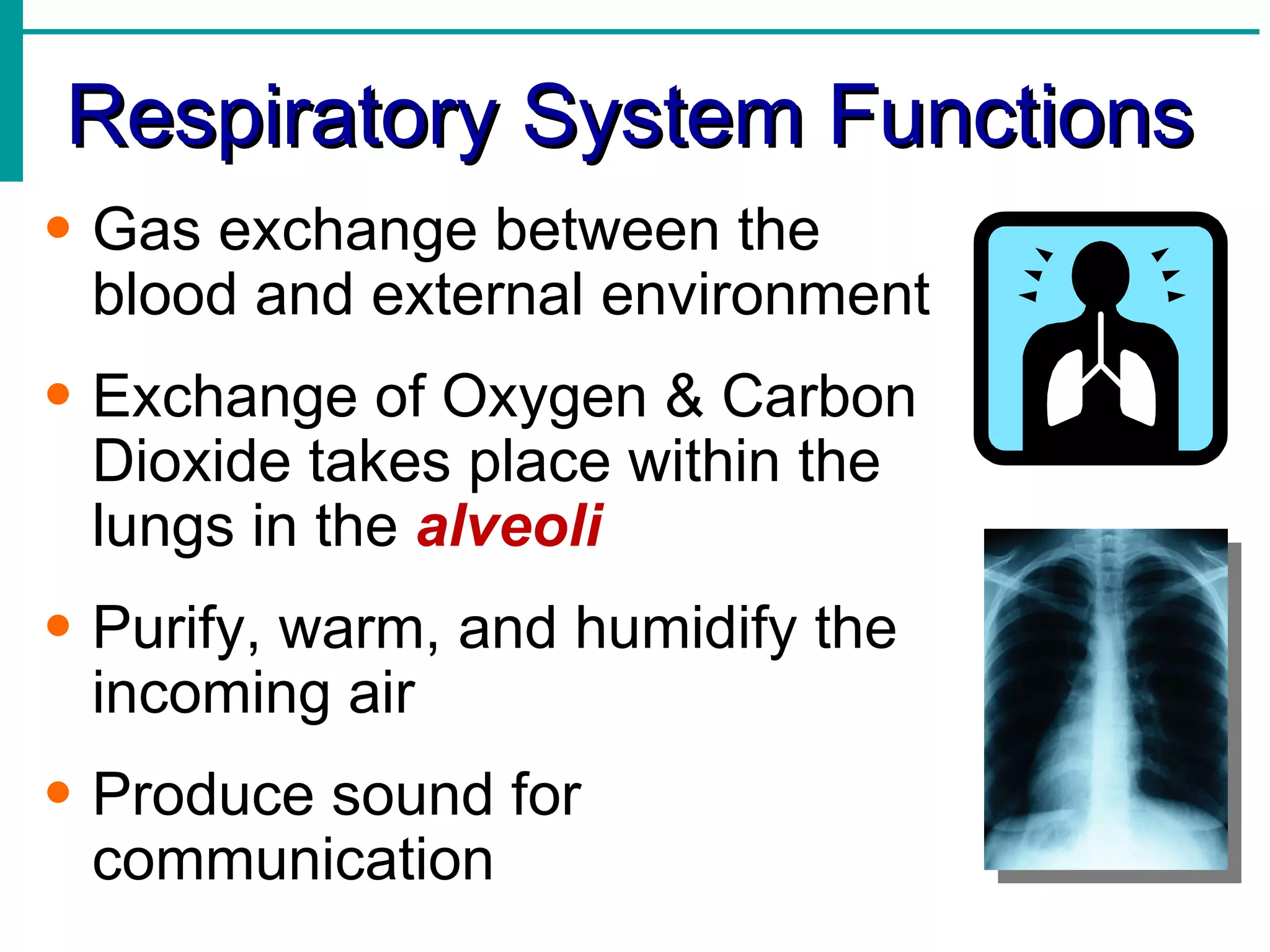 Respiratory System Notes | PPT