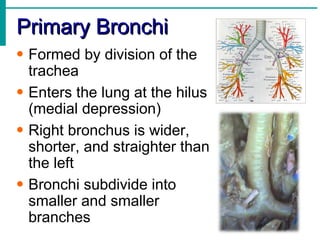 Respiratory System Notes | PPT