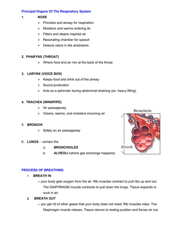 Respiratory System Notes | DOC | Lung and Respiratory Health | Diseases ...