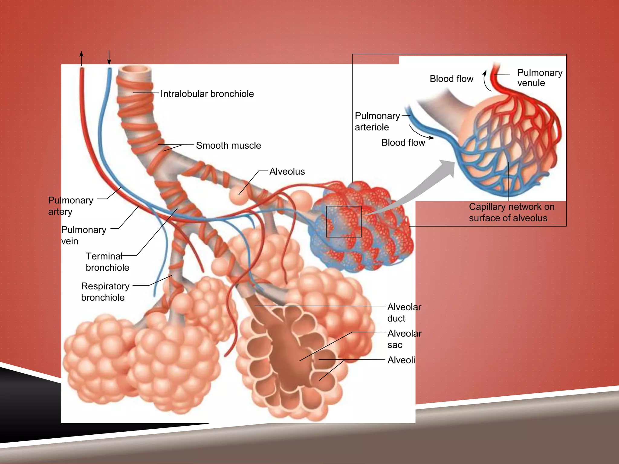 Respiratory System | PPTX