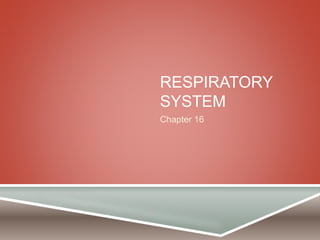 Respiratory System | PPTX