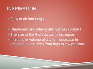 Respiratory System | PPTX