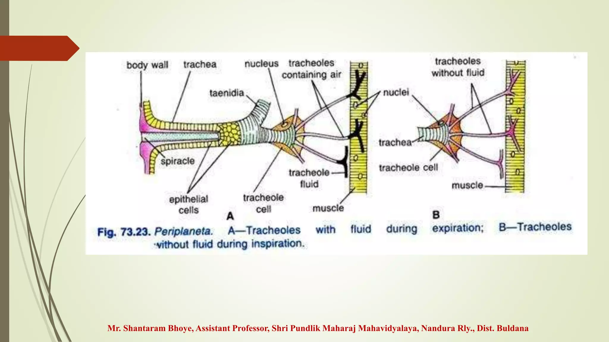 Respiratory system of Cockroach.pptx