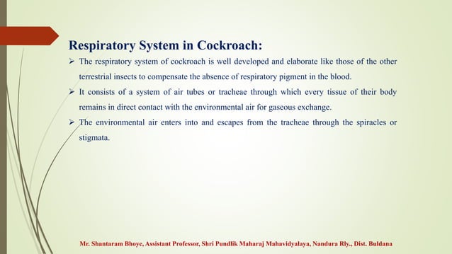 Respiratory system of Cockroach.pptx