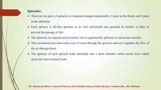 Respiratory system of Cockroach.pptx