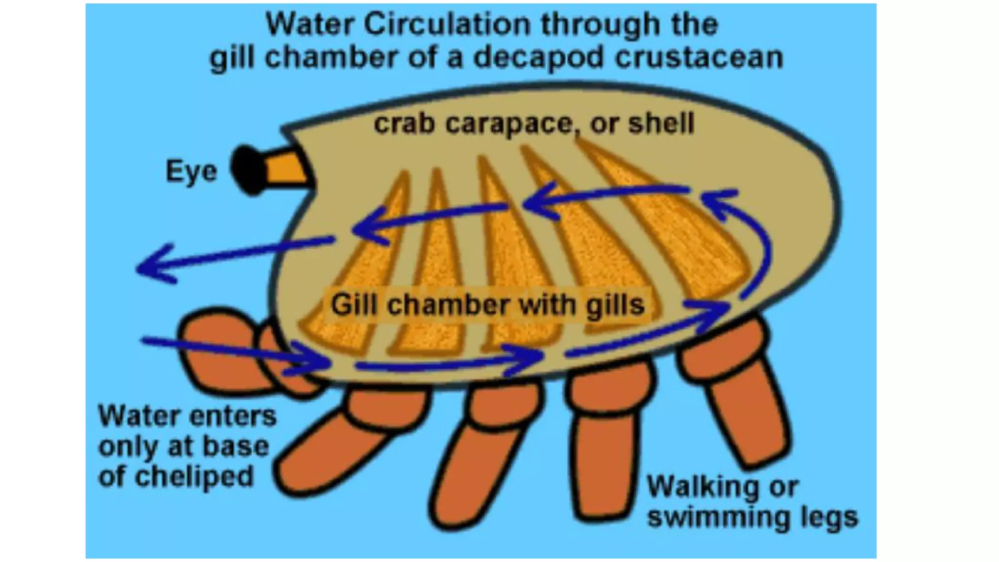 Respiratory system of crustacea | PDF