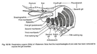 Respiratory system of crustacea | PDF