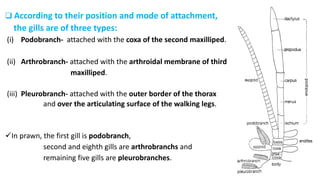 Respiratory system of crustacea | PDF