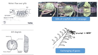 Respiratory system of crustacea | PDF