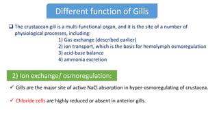 Respiratory system of crustacea | PDF