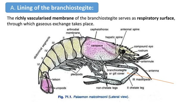 Respiratory system of crustacea | PDF | Lung and Respiratory Health ...