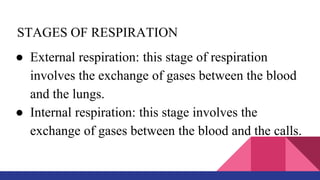Respiratory system of humans | PPTX