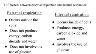 Respiratory system of humans | PPTX