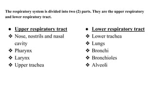 Respiratory system of humans | PPTX