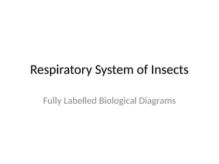 Respiratory_System_of_Insects_Labelled_Diagrams.pptx