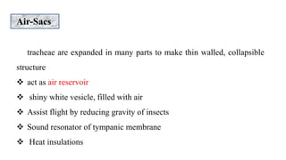 Respiratory system of insects ppt | PPTX