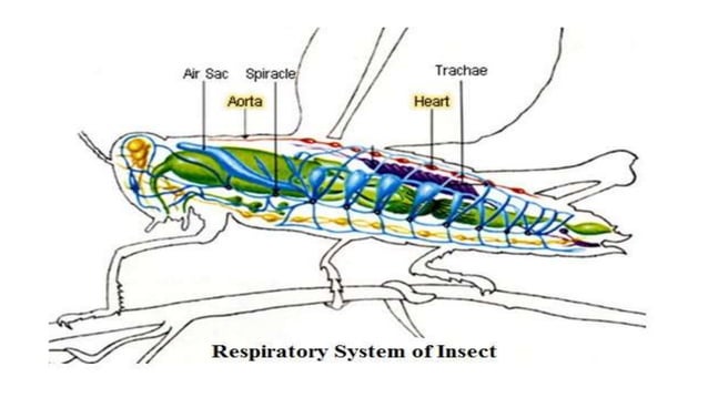 Respiratory system of insects ppt | PPTX | Biological Sciences | Science