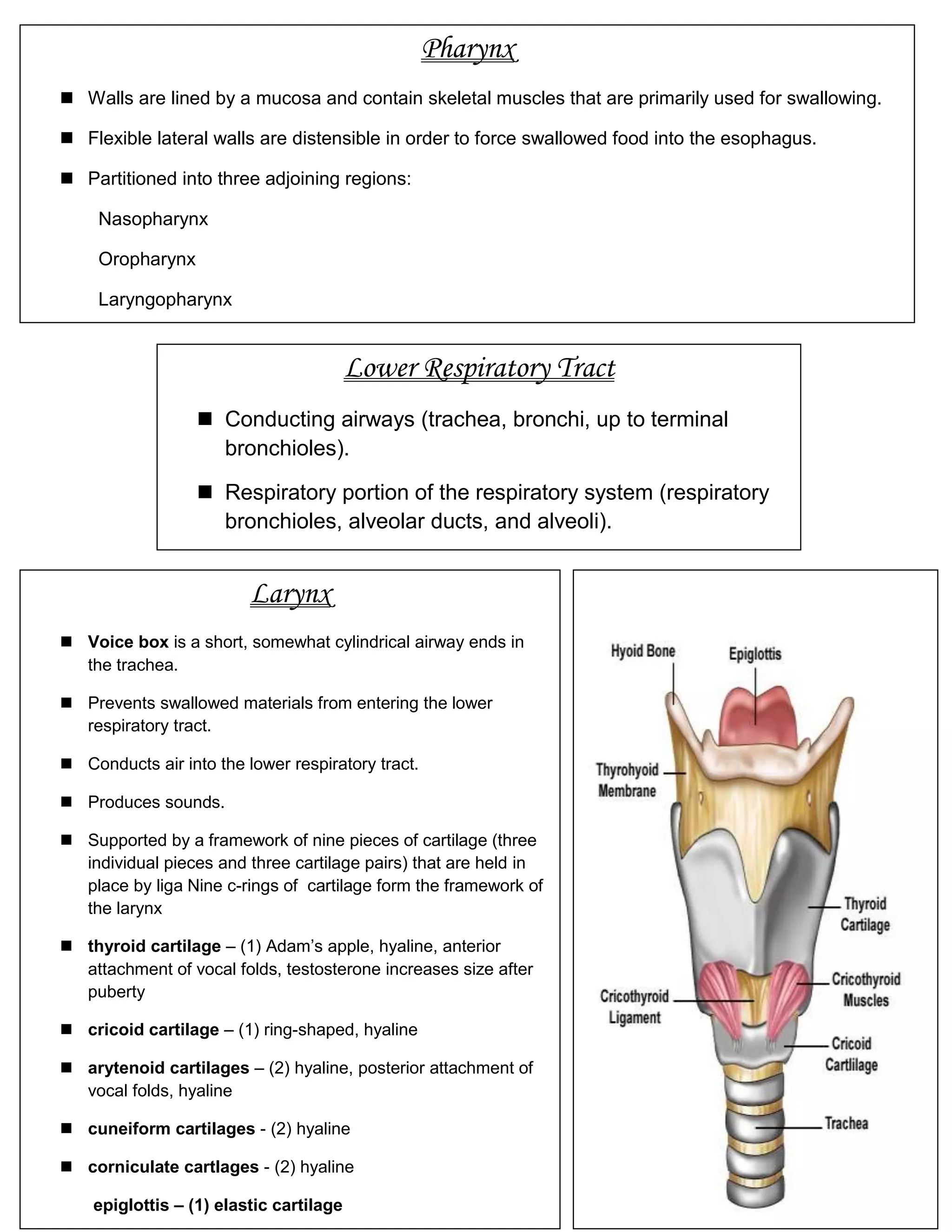 Respiratory system of ox | DOCX