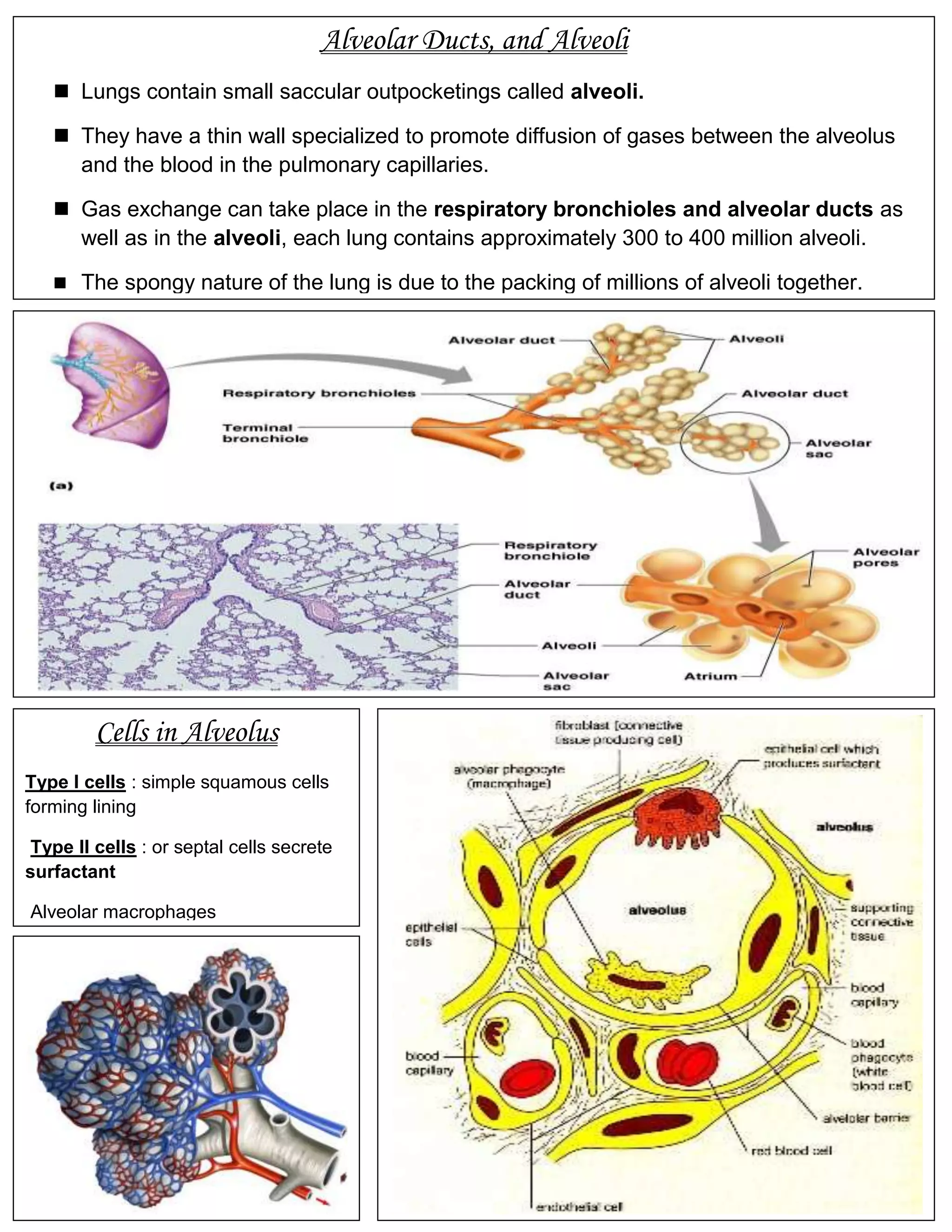 Respiratory system of ox | DOCX