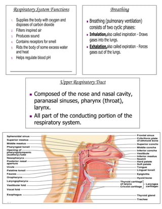 Respiratory system of ox | DOCX