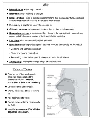 Respiratory system of ox | DOCX