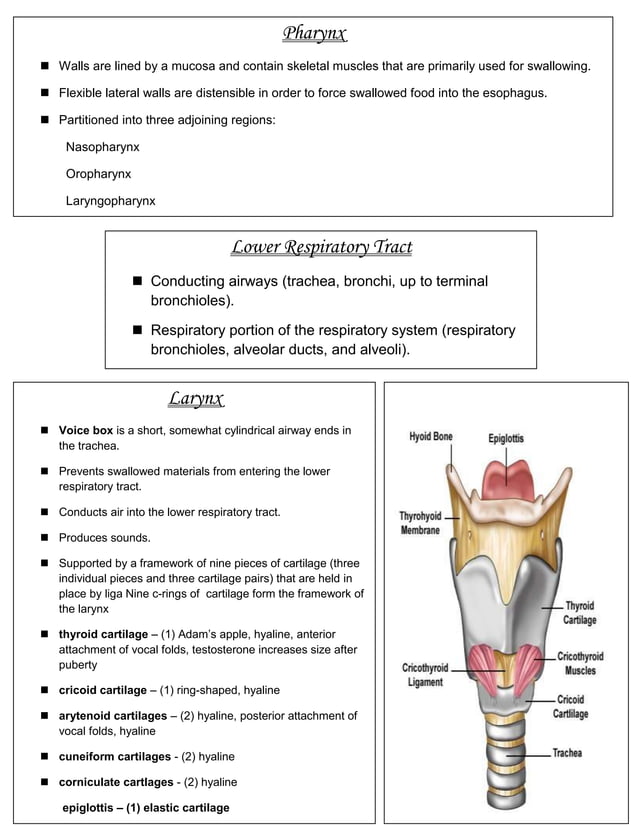 Respiratory system of ox | DOCX | Ear, Nose and Throat Conditions ...
