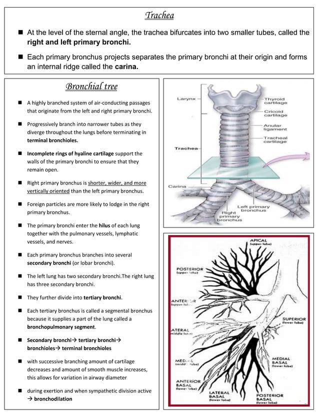 Respiratory system of ox | DOCX | Ear, Nose and Throat Conditions ...