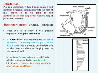 Respiratory system of pila | PPTX