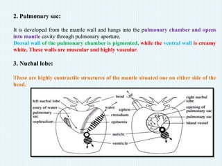 Respiratory system of pila | PPTX