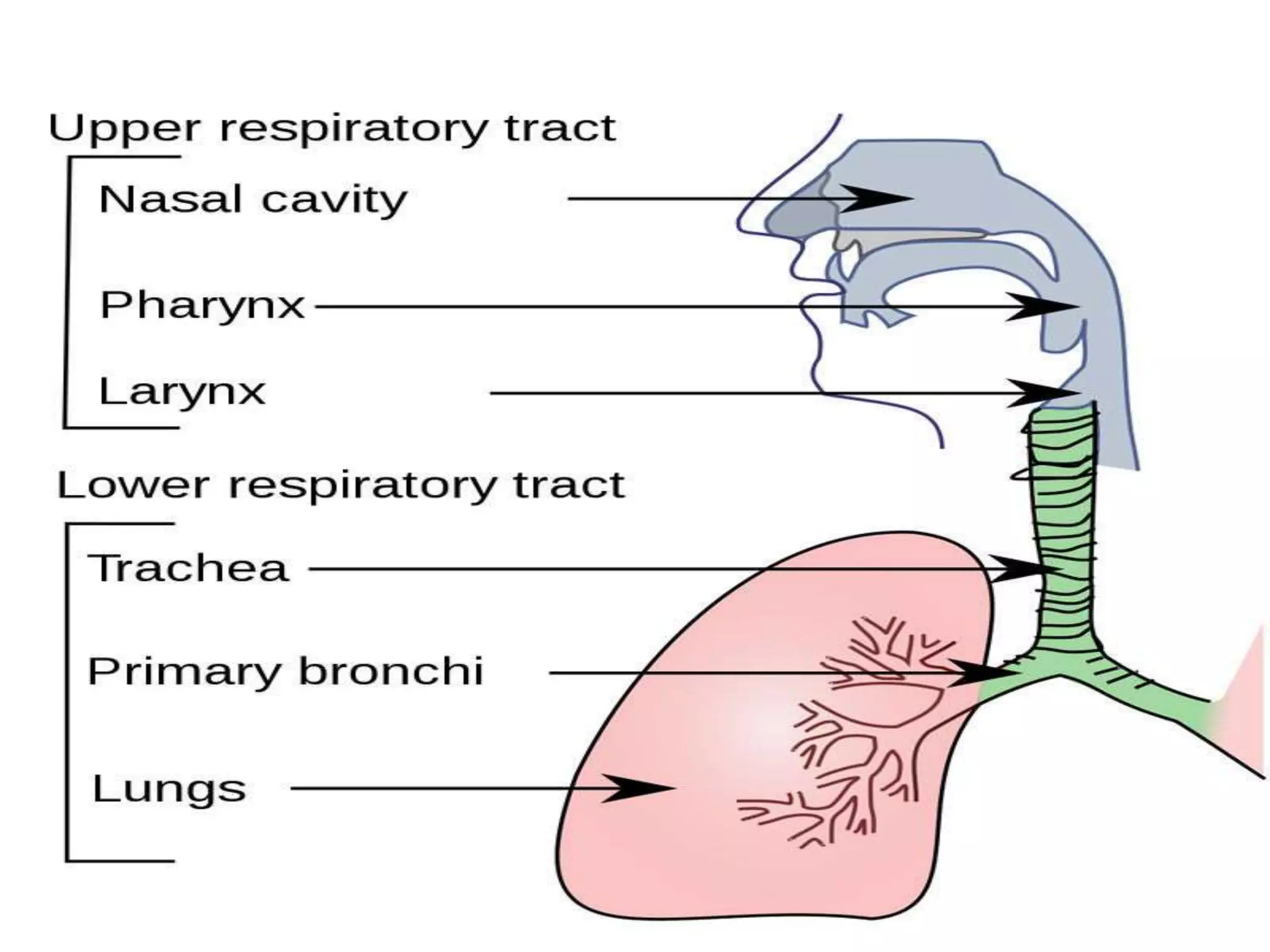 Respiratory system organs | PPT
