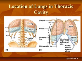 Respiratory system orginal | PPT