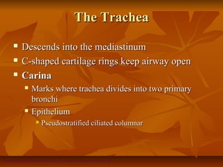 Respiratory system orginal | PPT