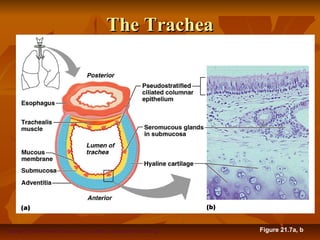 Respiratory system orginal | PPT