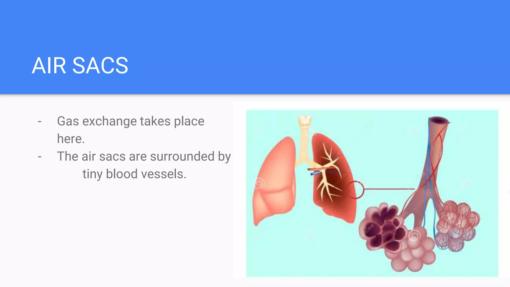 RESPIRATORY SYSTEM P5.pptx