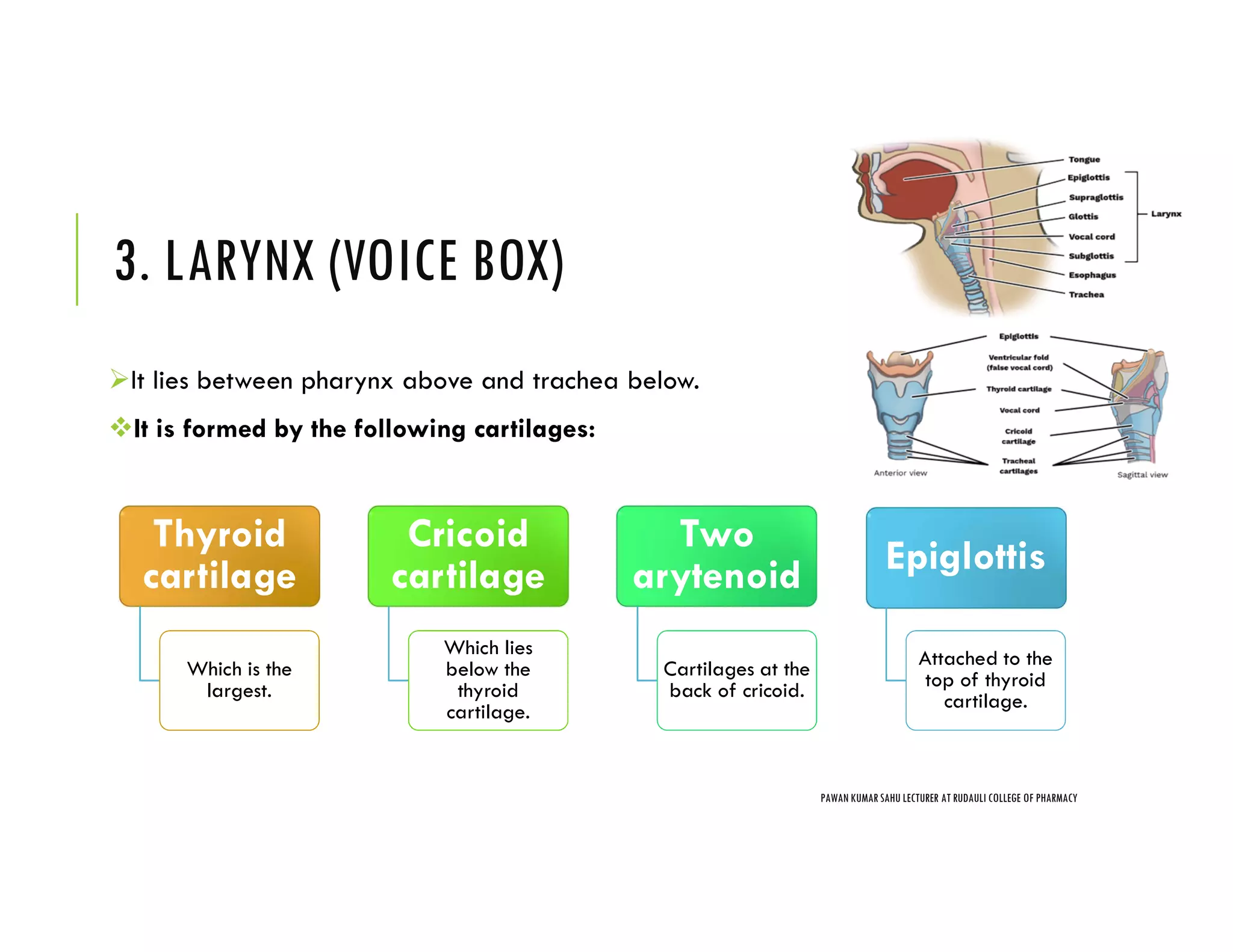 Respiratory System | PDF