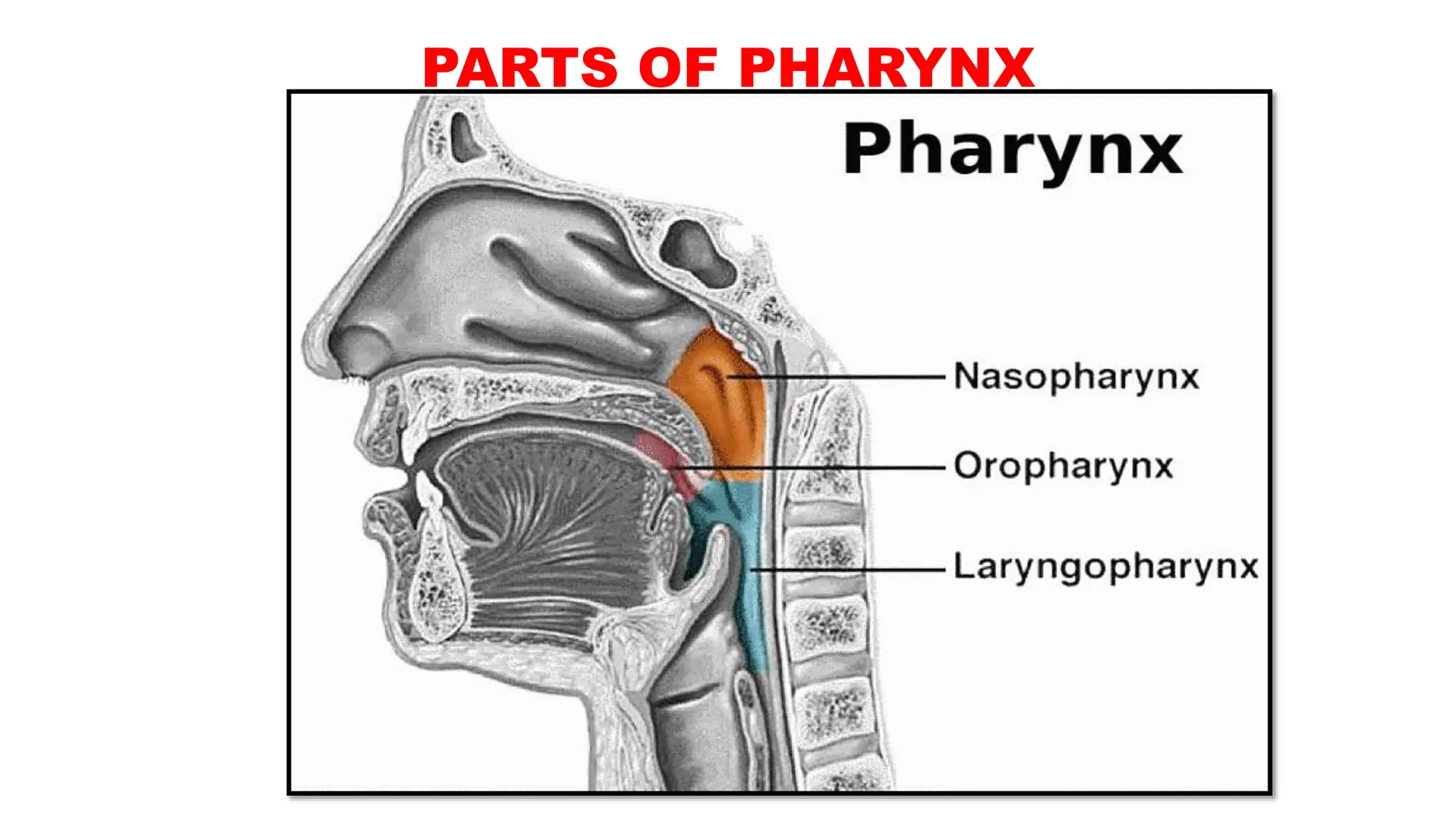 respiratory system (pharynx)vvvvvvv.pptx