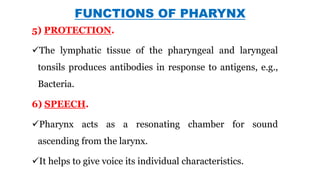 respiratory system (pharynx)vvvvvvv.pptx