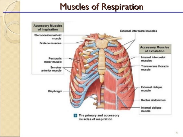 Muscles Of Respiration Diagram Muscles Diaphragm Respiration
