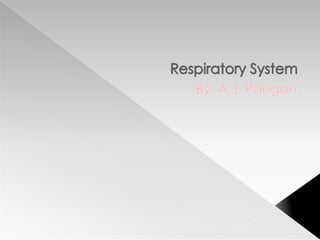 Respiratory system powerpoint | PPTX | Lung and Respiratory Health ...
