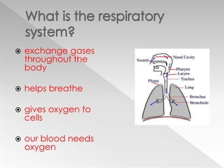 Respiratory system powerpoint | PPTX | Lung and Respiratory Health ...