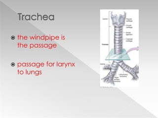Respiratory system powerpoint | PPTX | Lung and Respiratory Health ...