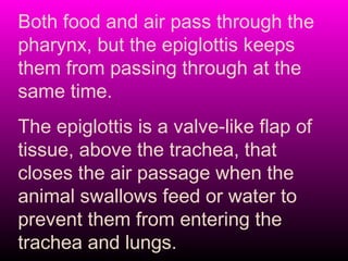Respiratory system of goat | PPT