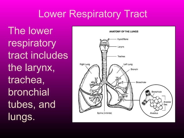 Respiratory system of goat | PPT