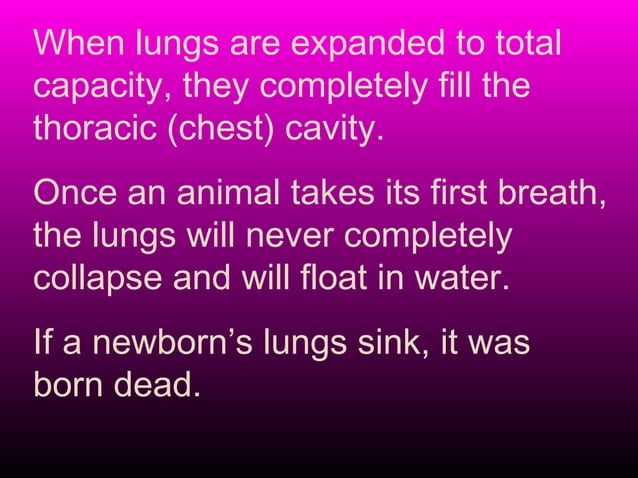 Respiratory system of goat | PPT